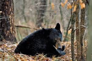 Spring brings black bears to backyards in Arkansas | thv11.com