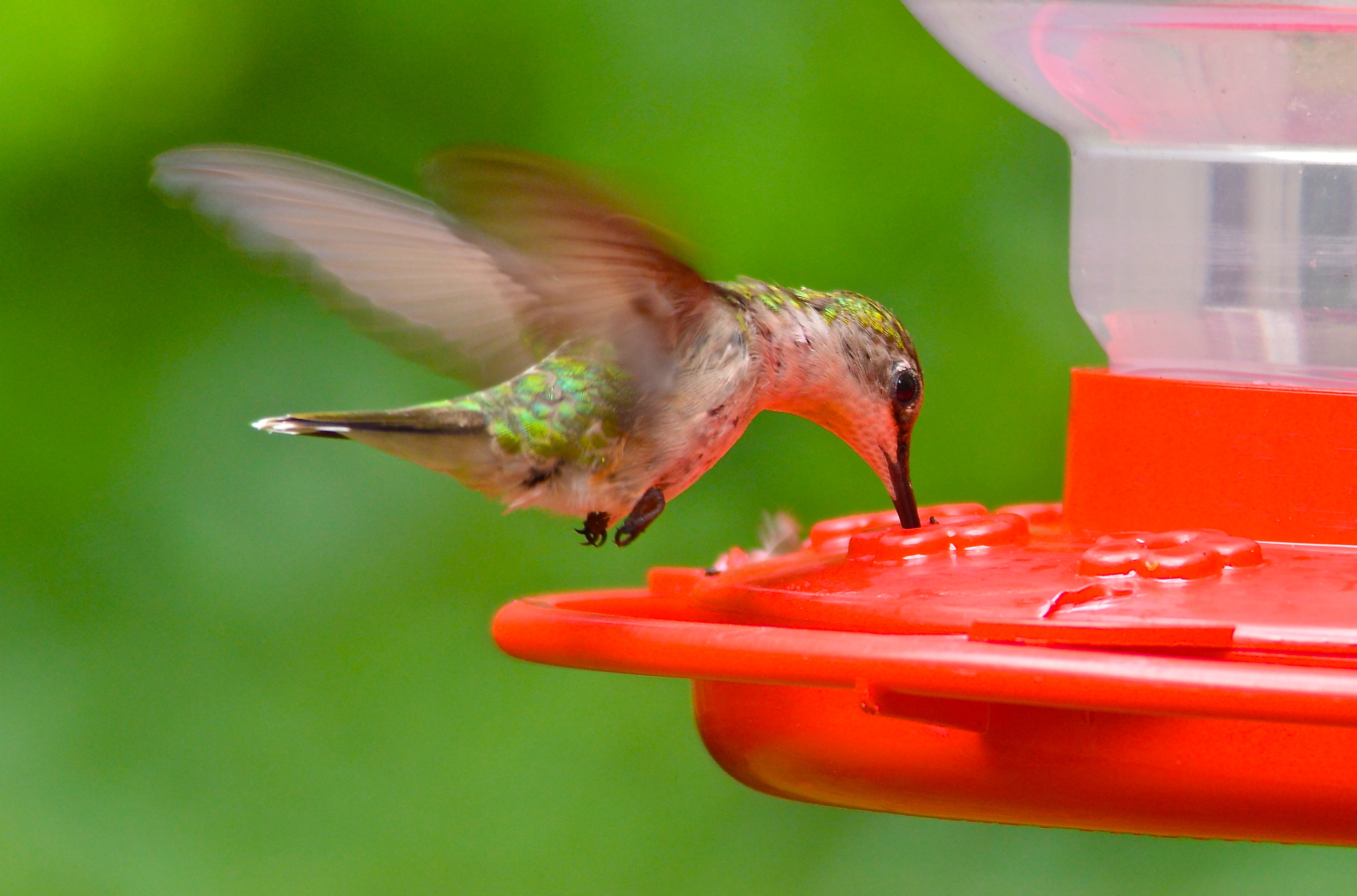 Hummingbirds galore at Potlach Conservation Education Center | thv11.com