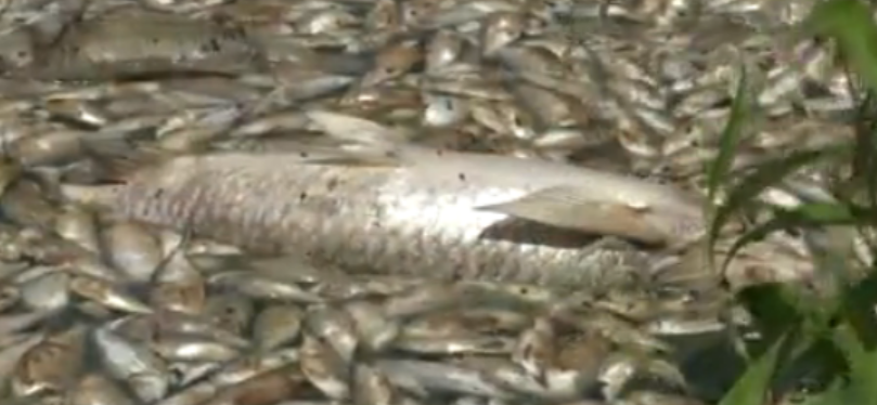 Dead fish make for a smelly mess in Crittenden County | thv11.com