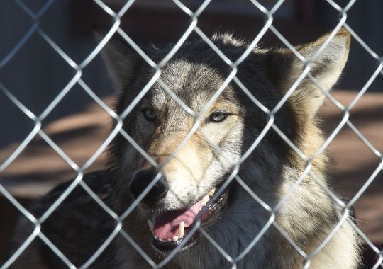 Mountain Home couple says wolves don't make good pets | thv11.com