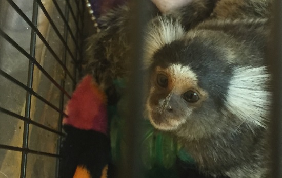 Monkey quarantined after biting worker at Bryant Target | thv11.com