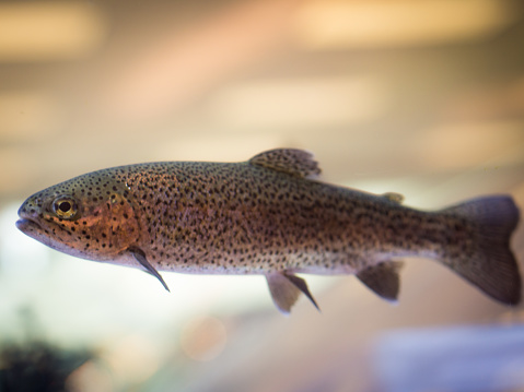 AGFC trout stocking resumes | thv11.com