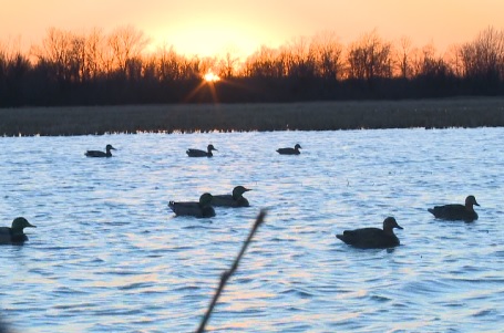 Midwinter survey shows duck numbers remain below average | thv11.com