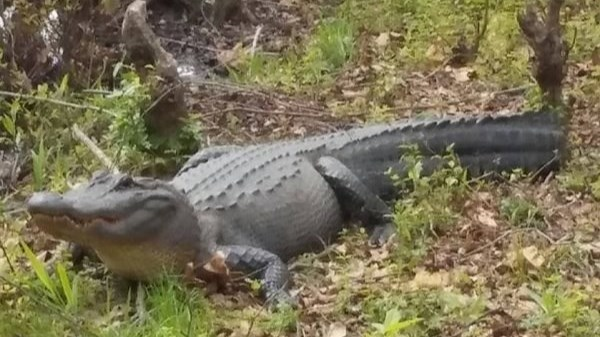 Ark. man gets up close and personal with gator on walking trail | khou.com