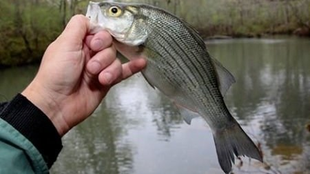 Hot Springs man lands fish worth $1,000 | thv11.com