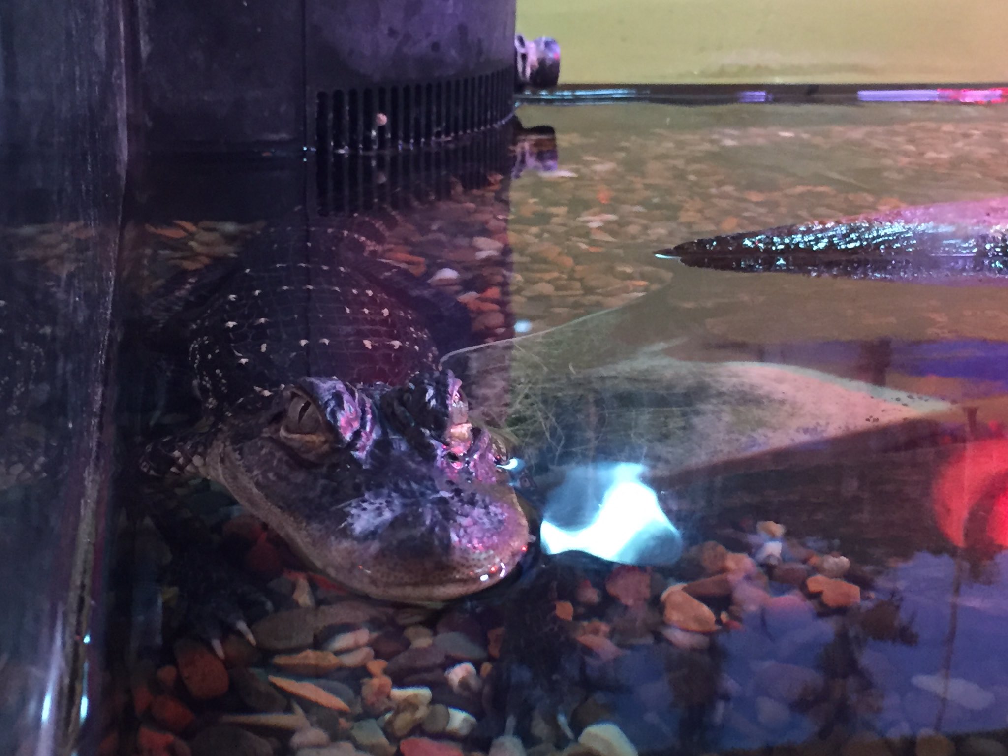 Three arrested for stealing live alligator from Ark. Nature Center ...