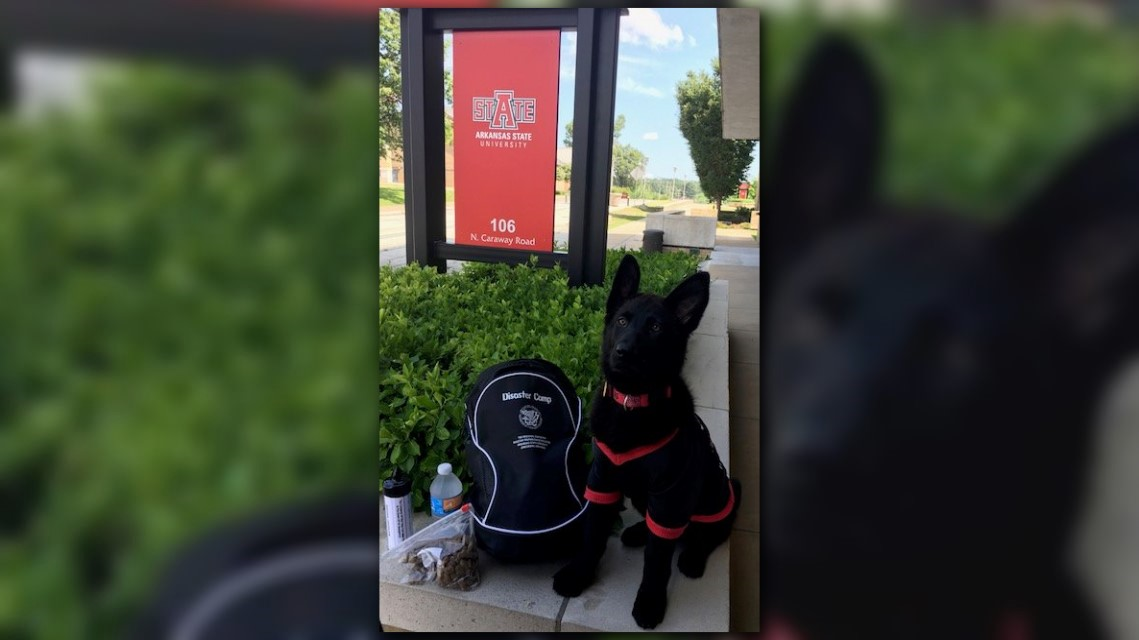 Howl yes! A-state gets new furry protector named Scout | thv11.com